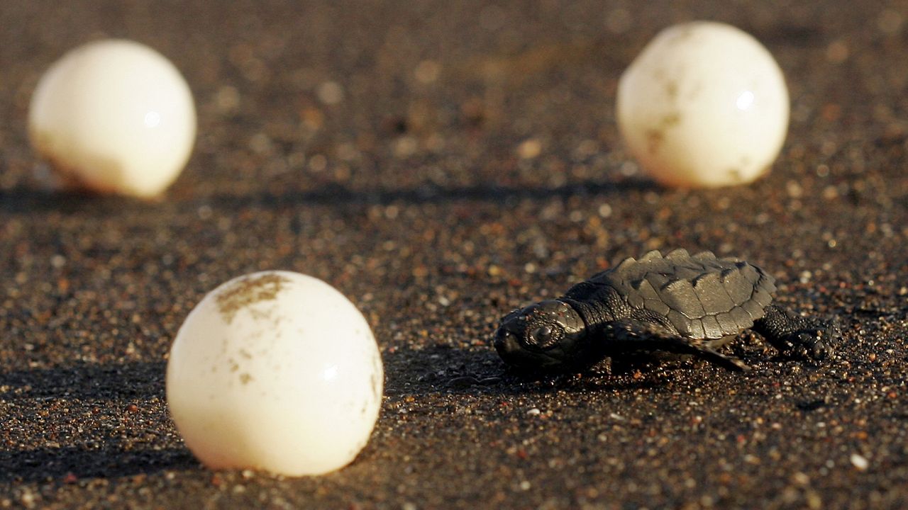 Warming temperatures and gender disparities in sea turtles